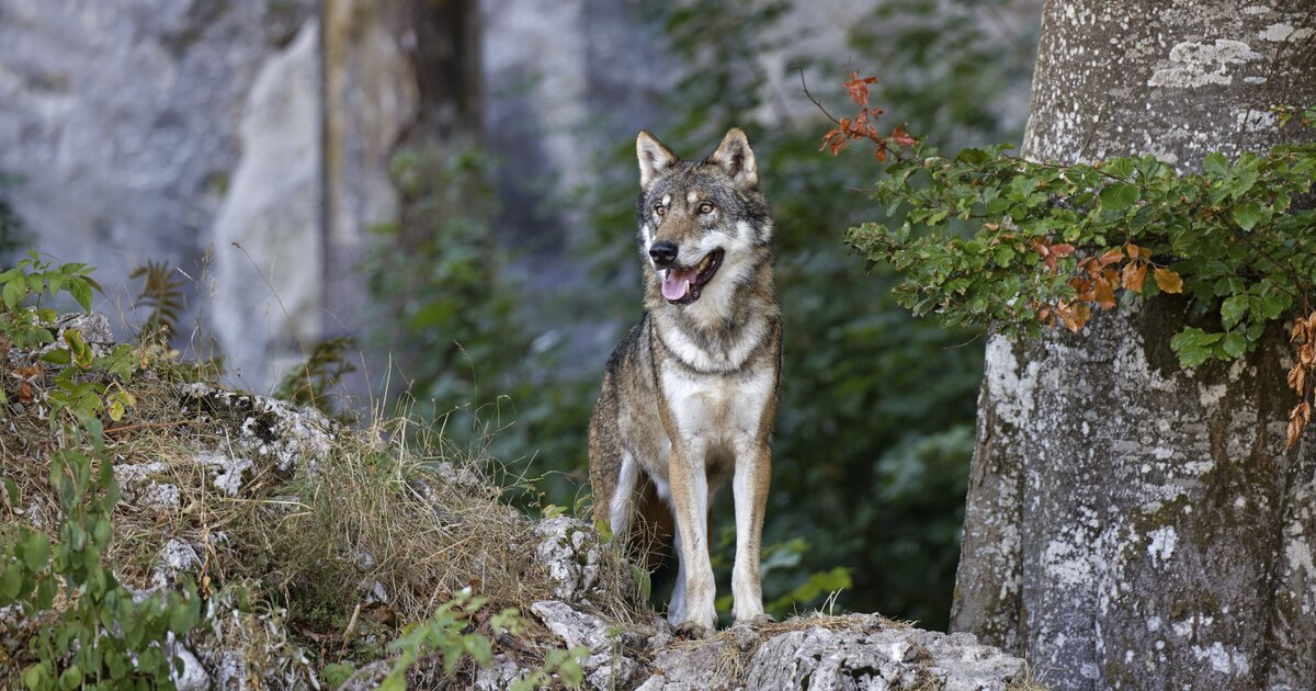 The Valais cannot cull the Val d’Hérens wolf pack
